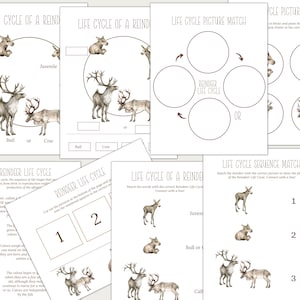 Reindeer Unit Study: Homeschool Science, Anatomy, Life Cycle (instant ...