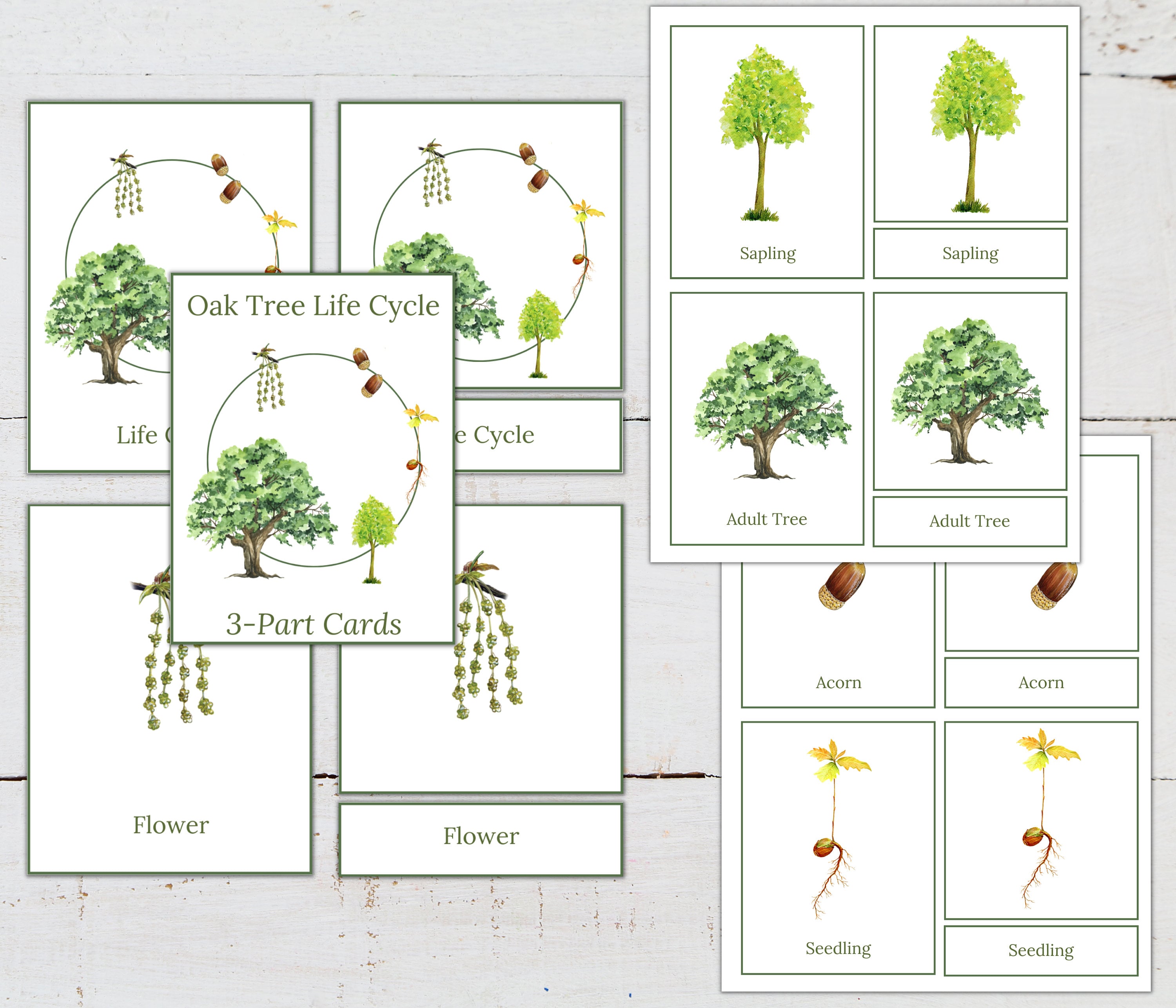 OAK TREE Life Cycle Nature Study Homeschool Printable - Etsy