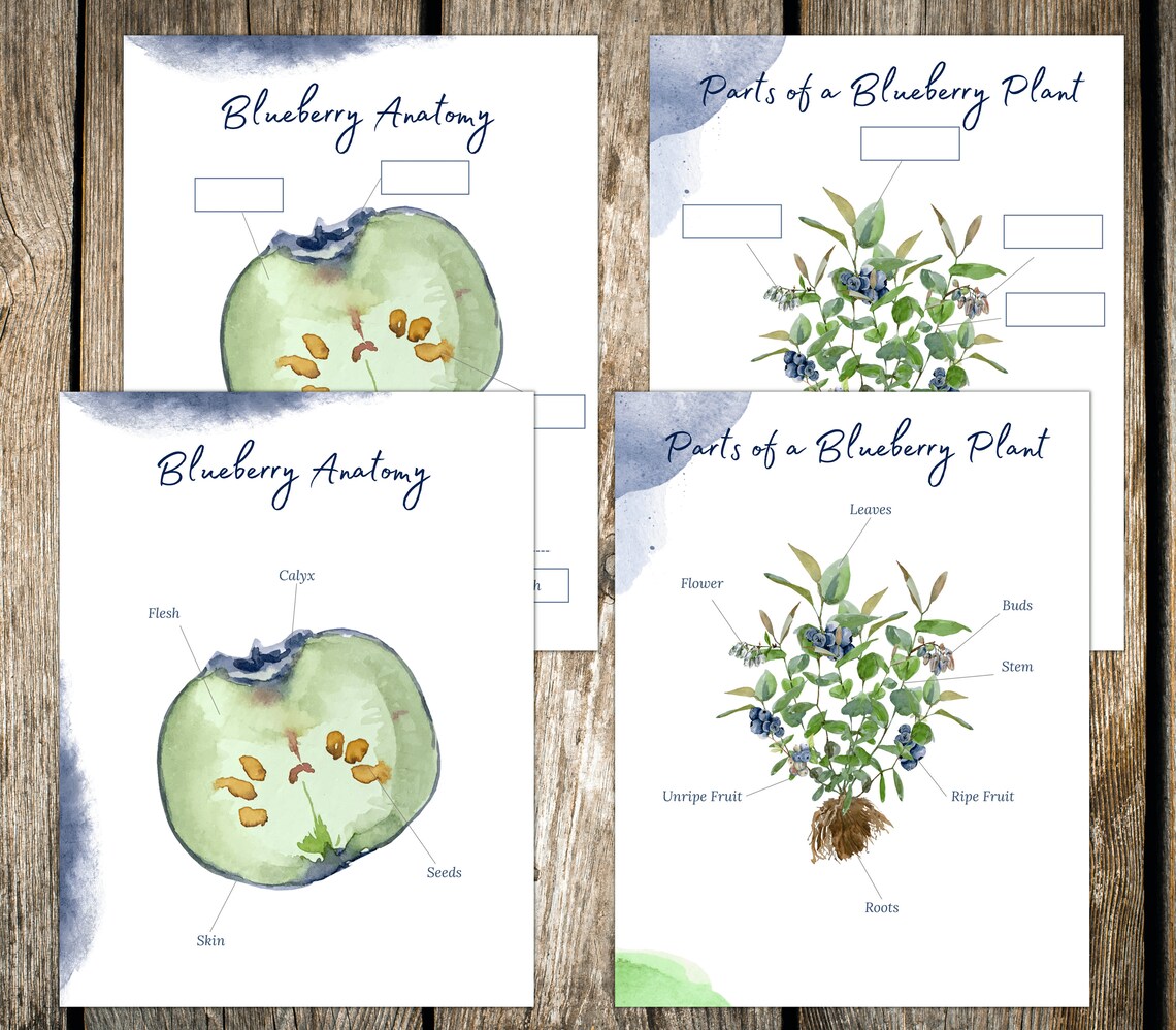 BLUEBERRY Unit Study Life Cycle Anatomy Nature Study - Etsy