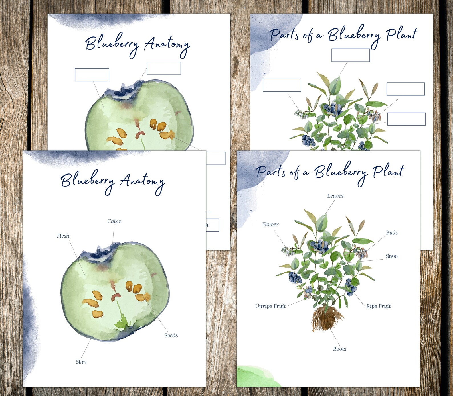 BLUEBERRY Unit Study Life Cycle Anatomy Nature Study - Etsy