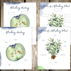 BLUEBERRY Unit Study Life Cycle Anatomy Nature Study - Etsy