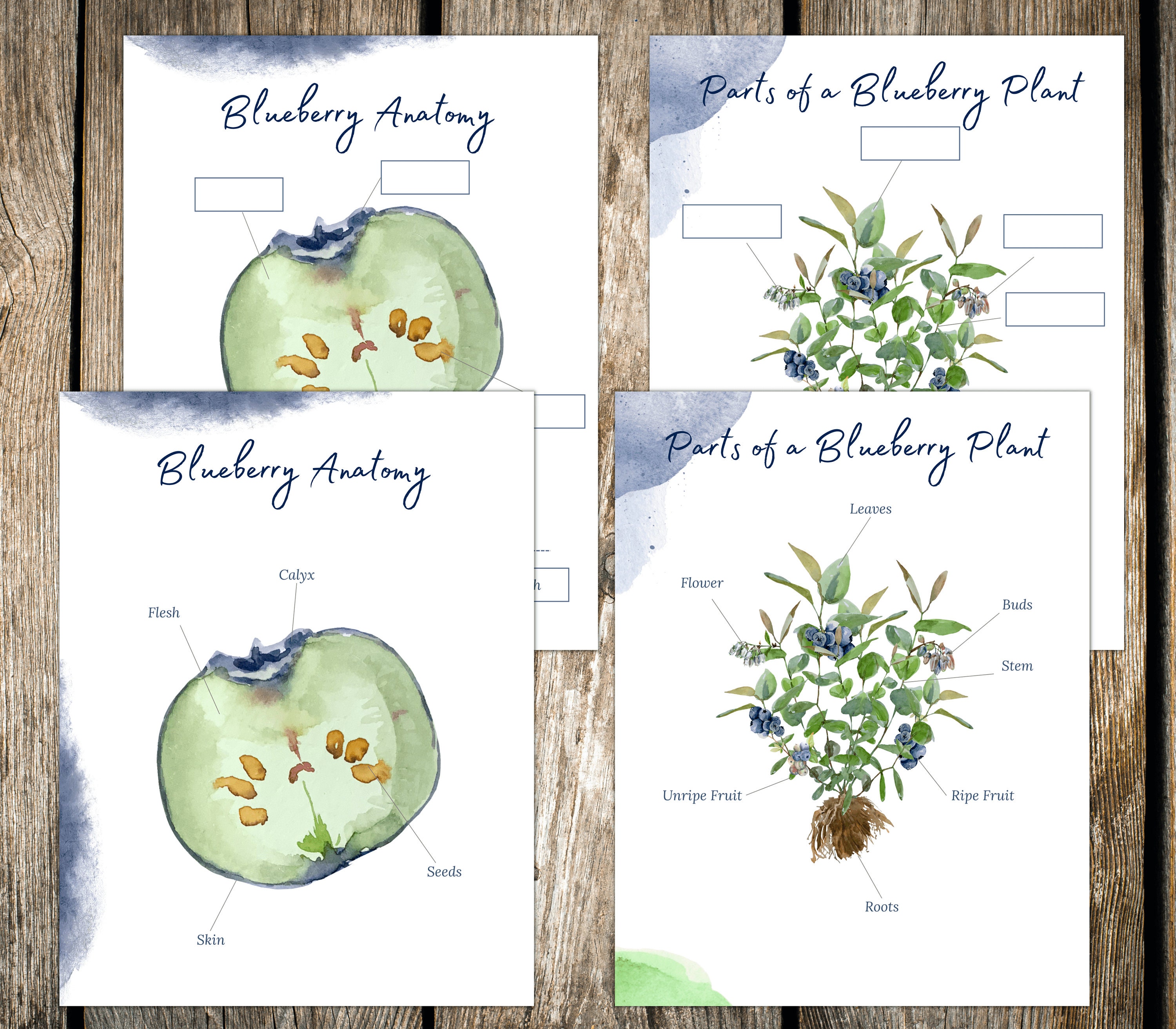 BLUEBERRY Unit Study Life Cycle Anatomy Nature Study - Etsy UK