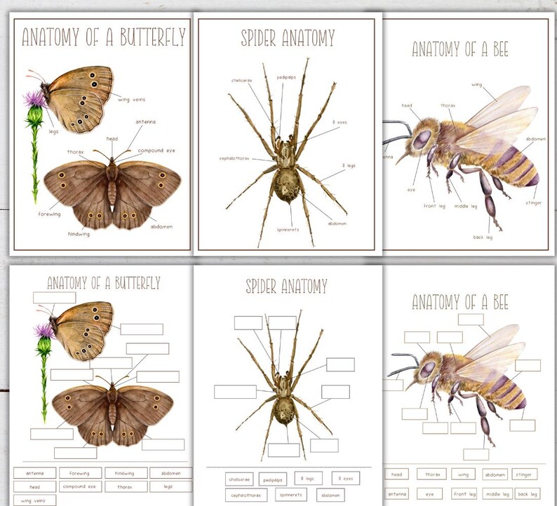 Garden Helpers Unit Study: Insect Anatomy & Life Cycle (digital ...