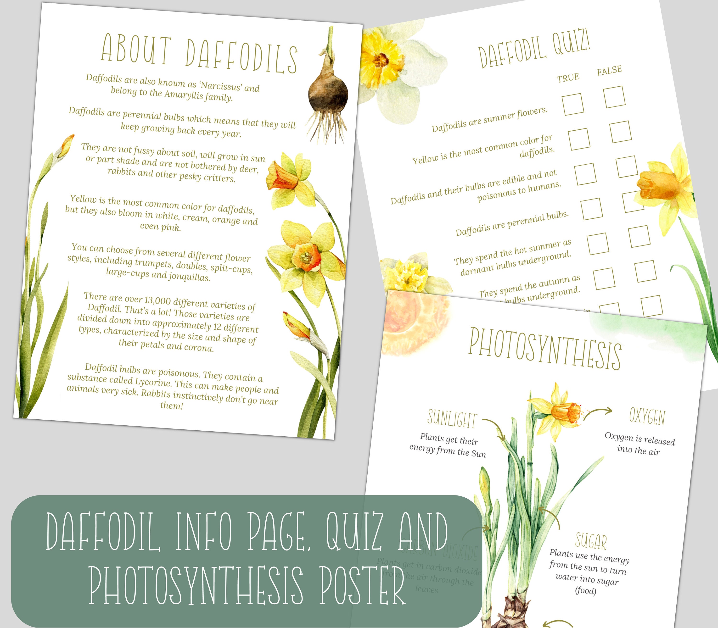 DAFFODIL Unit Study Life Cycle Anatomy Nature Study - Etsy UK