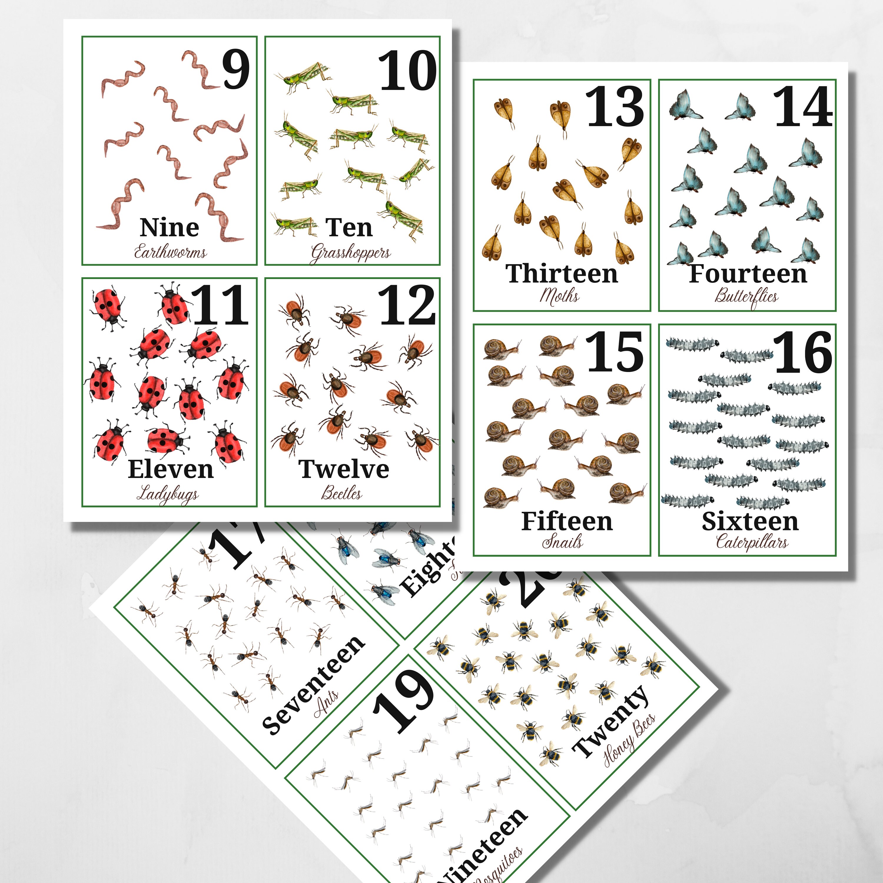 1 to 20 Minibeast Counting Cards Bugs Insects Nature - Etsy