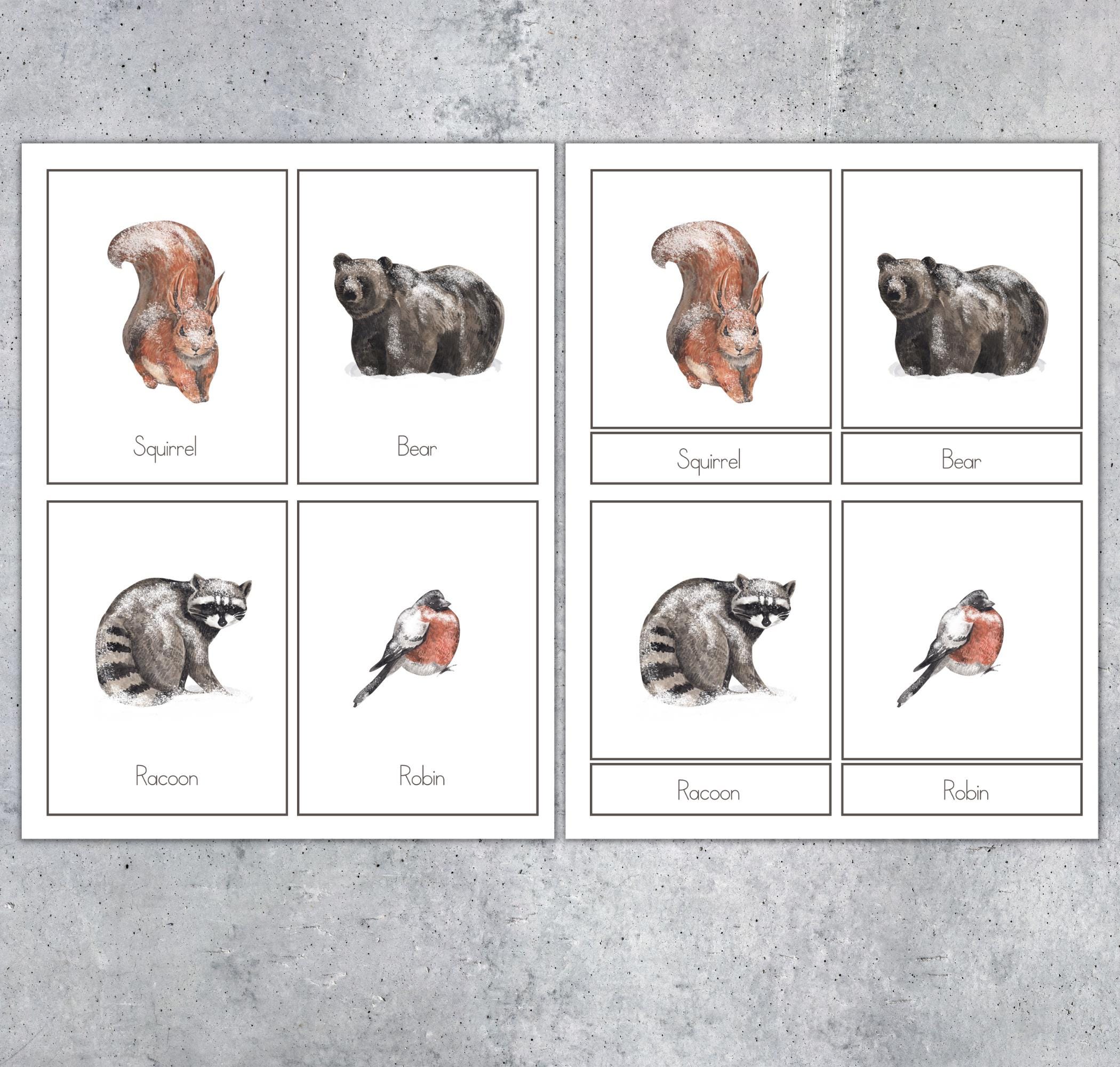 WINTER FOREST Animals Montessori 3 Part Cards. Preschool Vocabulary ...