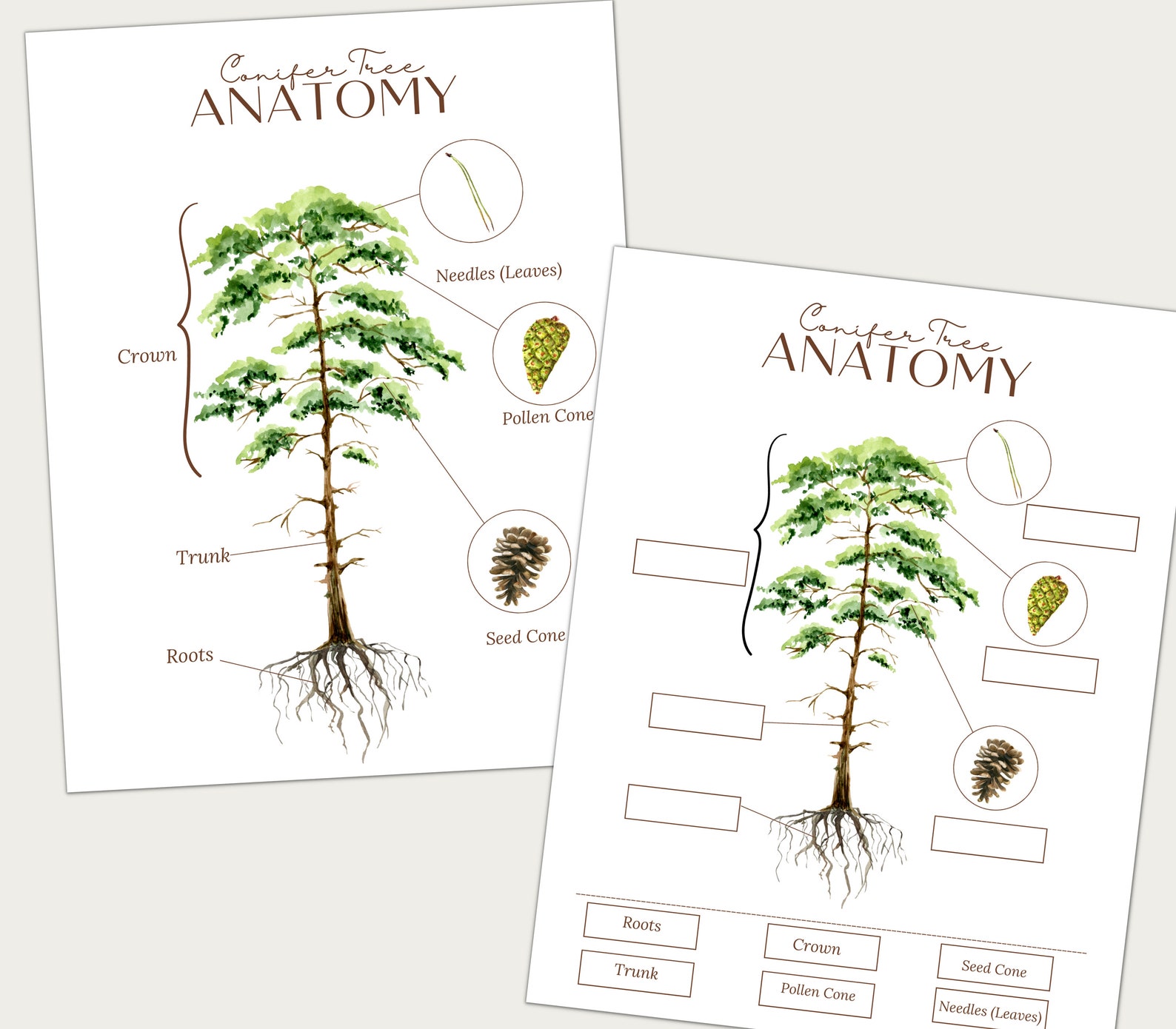 CONIFER Cones Unit Study, Vocabulary, Anatomy, Handwriting, Homeschool ...