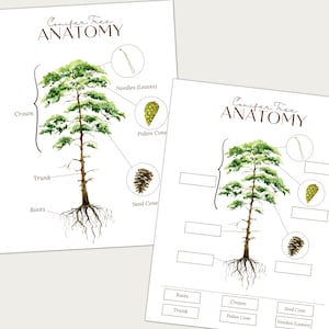 CONIFER Cones Unit Study, Vocabulary, Anatomy, Handwriting, Homeschool ...