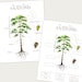CONIFER Cones Unit Study, Vocabulary, Anatomy, Handwriting, Homeschool ...