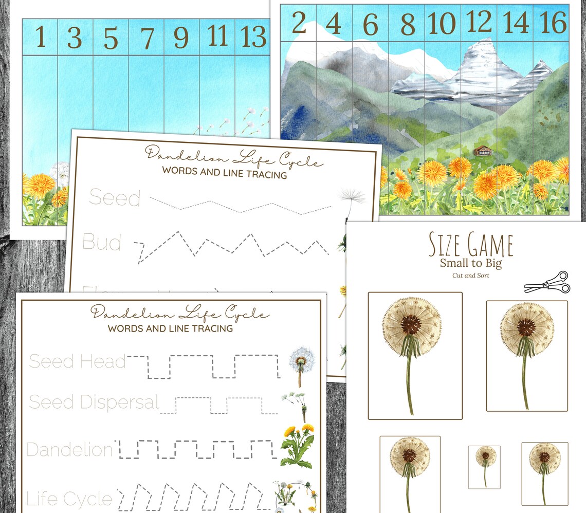 DANDELION Unit Study Life Cycle Anatomy Nature Study - Etsy