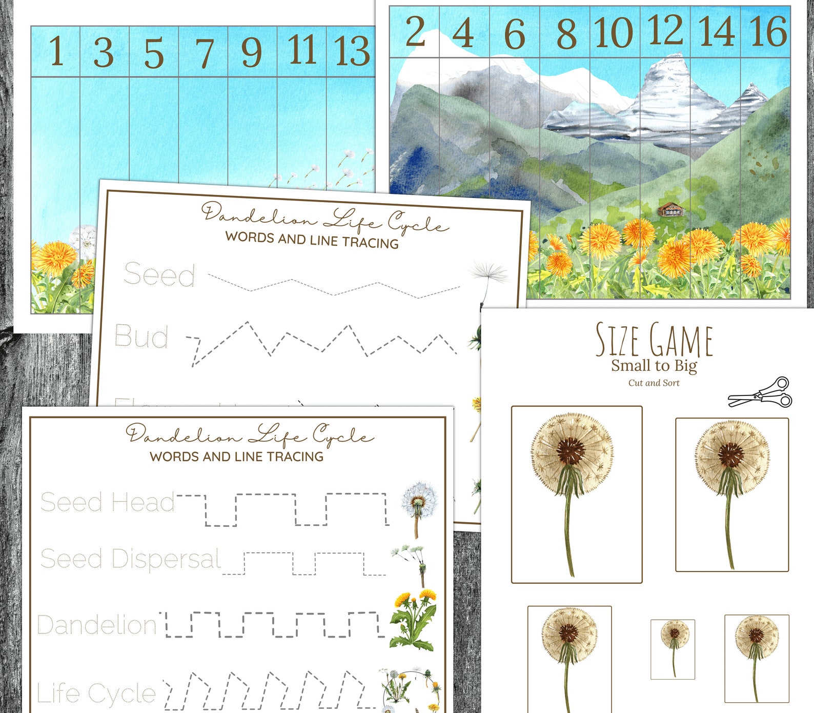 DANDELION Unit Study Life Cycle Anatomy Nature Study - Etsy