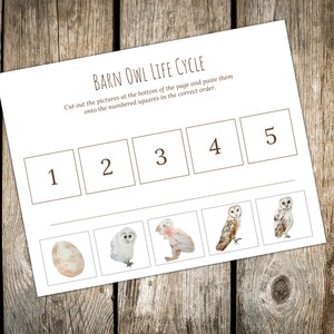 OWL LIFE CYCLE, Nature Study, Homeschool Printable, Instant Download - Etsy