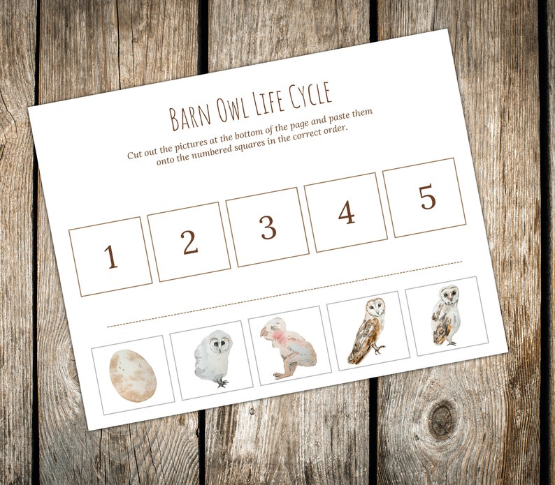 OWL LIFE CYCLE Nature Study Homeschool Printable Instant - Etsy