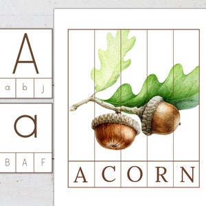 LETTER of the WEEK, A is for Acorn, Letter A Activities, Alphabet ...