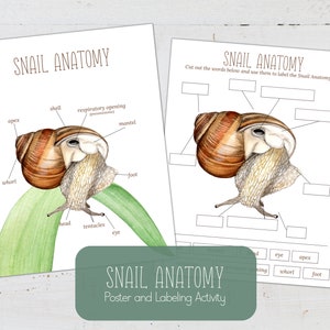 SNAIL Anatomy, Poster, Fact Cards, Labeling and Tracing Activity, Snail ...