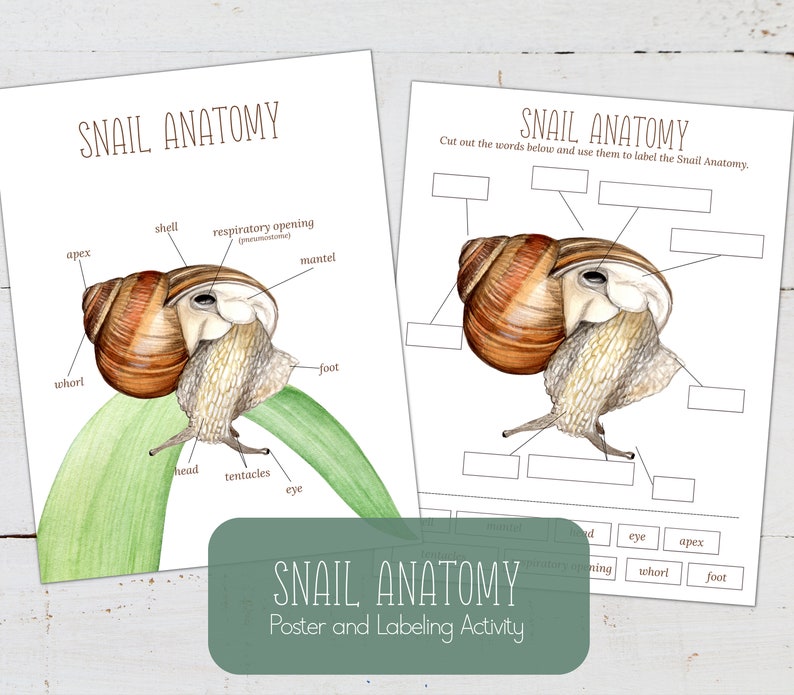 SNAIL Anatomy, Poster, Fact Cards, Labeling and Tracing Activity, Snail ...