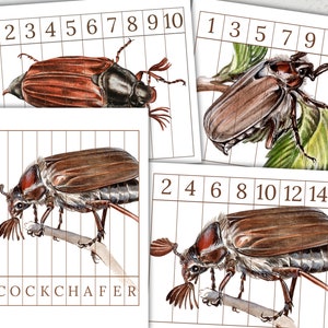 Cockchafer Unit Study, Life Cycle, Anatomy, Nature Study, Science ...