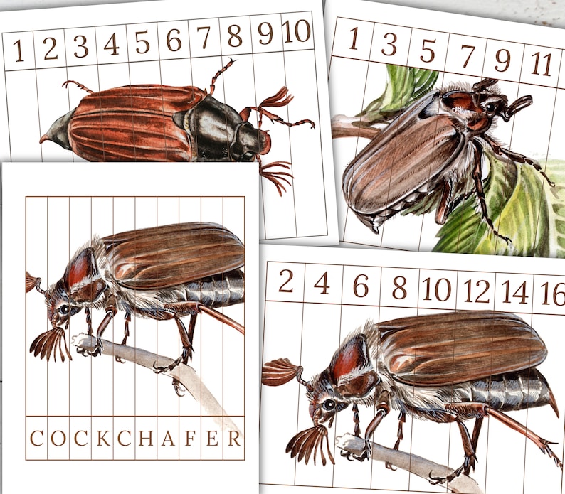 Cockchafer Unit Study: Life Cycle & Anatomy (homeschool Printable) - Etsy