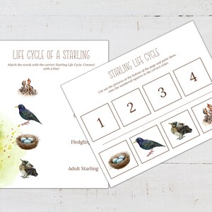 STARLING Life Cycle, Nature Study, Homeschool Printable, Instant ...