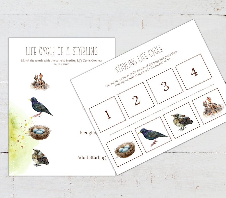 STARLING Life Cycle, Nature Study, Homeschool Printable, Instant ...
