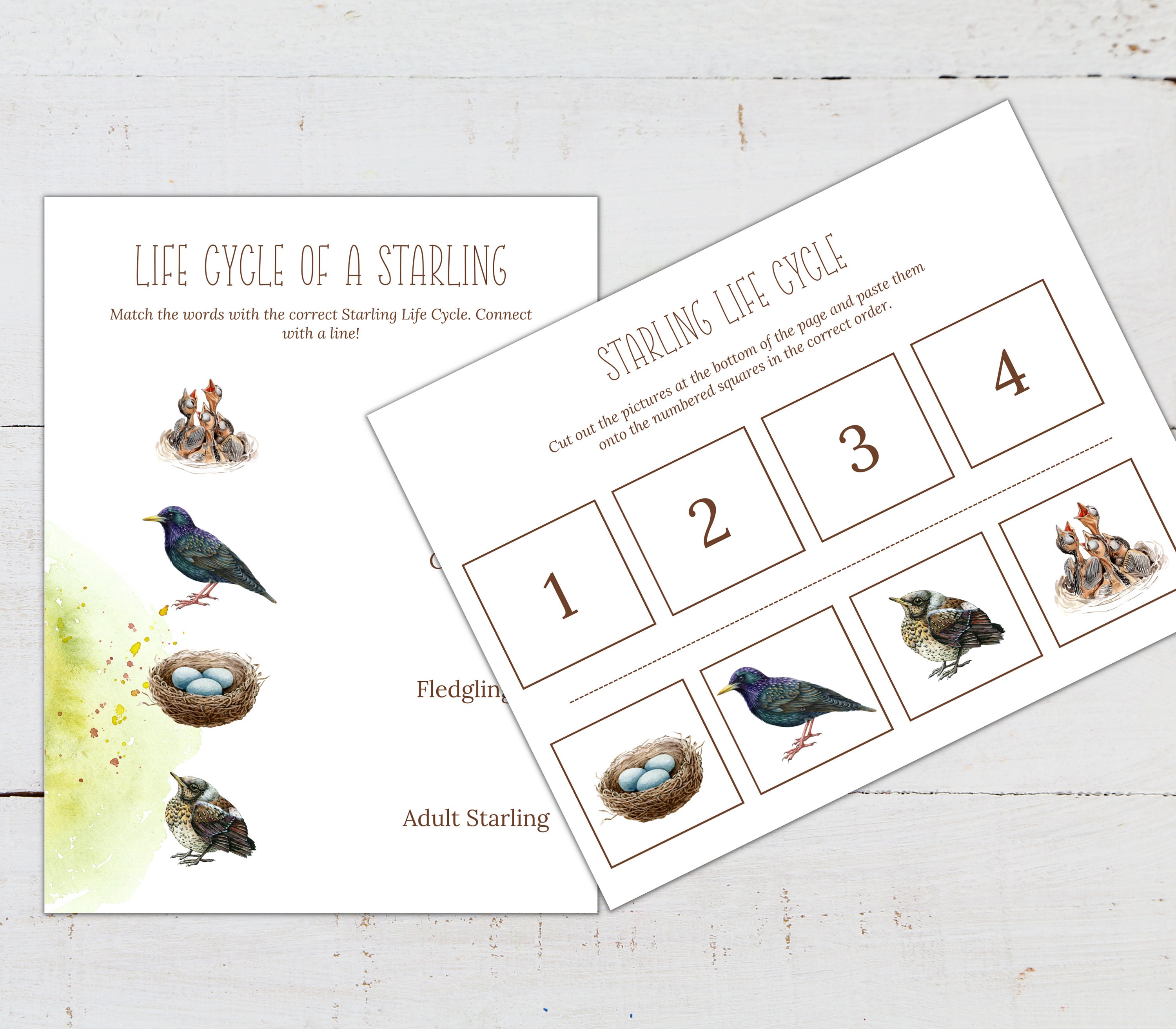 STARLING Life Cycle Nature Study Homeschool Printable - Etsy