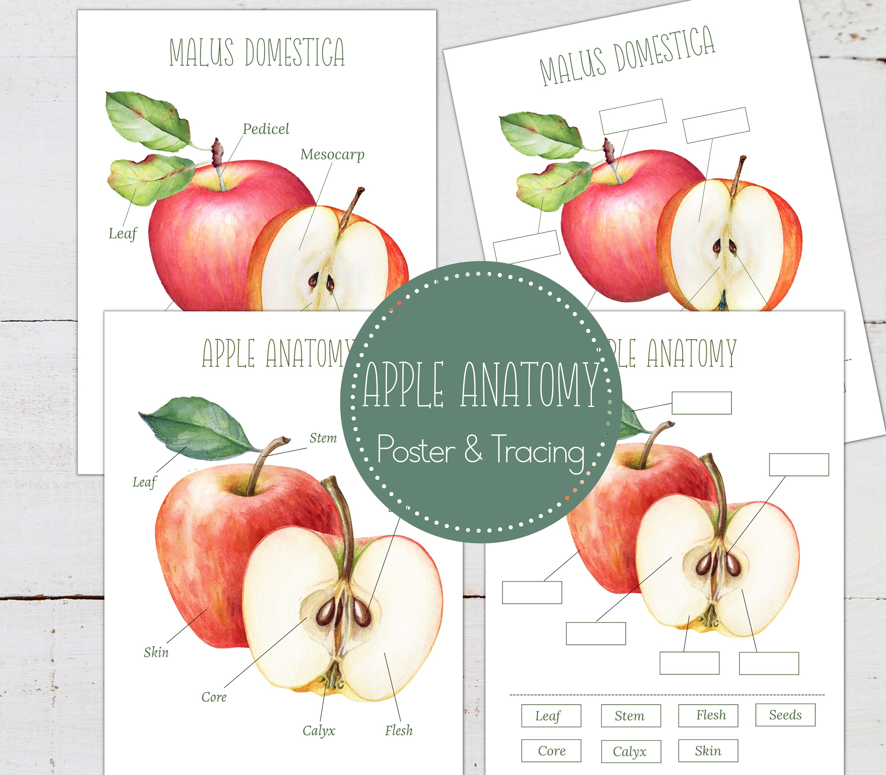 APPLE Anatomy, Poster and Labeling Activity, Homeschool, Instant ...