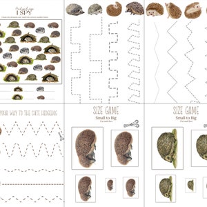 HEDGEHOG Unit Study, Life Cycle, Anatomy, Nature Study, Science ...