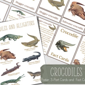 Reptiles Unit Study Bundle: Snakes, Crocodile, Sea Turtle (homeschool ...