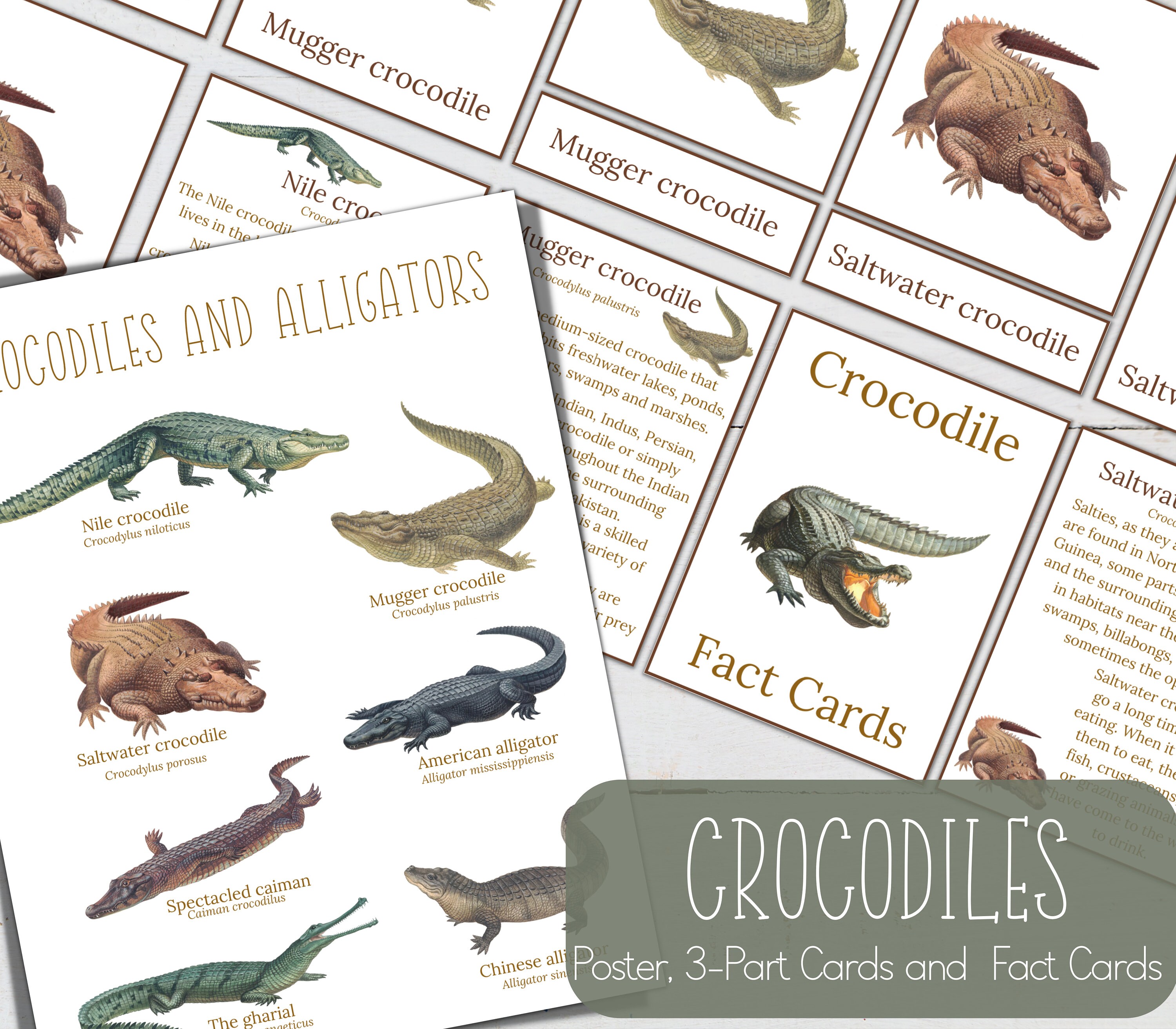Reptiles Unit Study Bundle: Snakes, Crocodile, Sea Turtle (homeschool ...