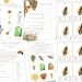 Honey Bees and Beekeeping Study Unit, Life Cycle, Anatomy, Nature Study ...