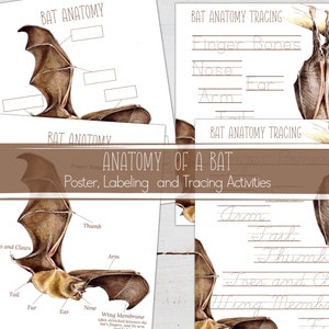 BATS Unit Study, Life Cycle, Anatomy, Nature Study, Science ...