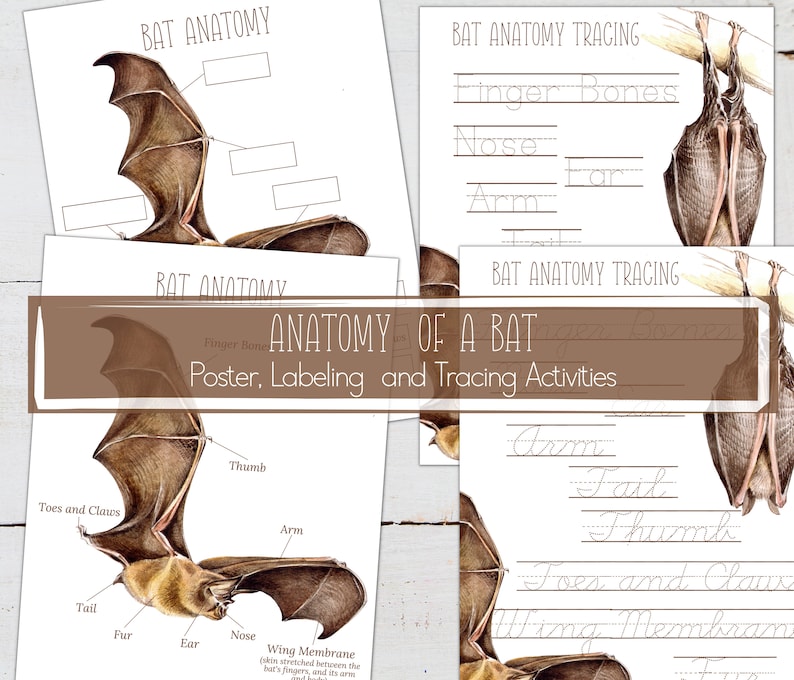 Bats Unit Study: Life Cycle, Anatomy, Homeschool Printable (instant ...