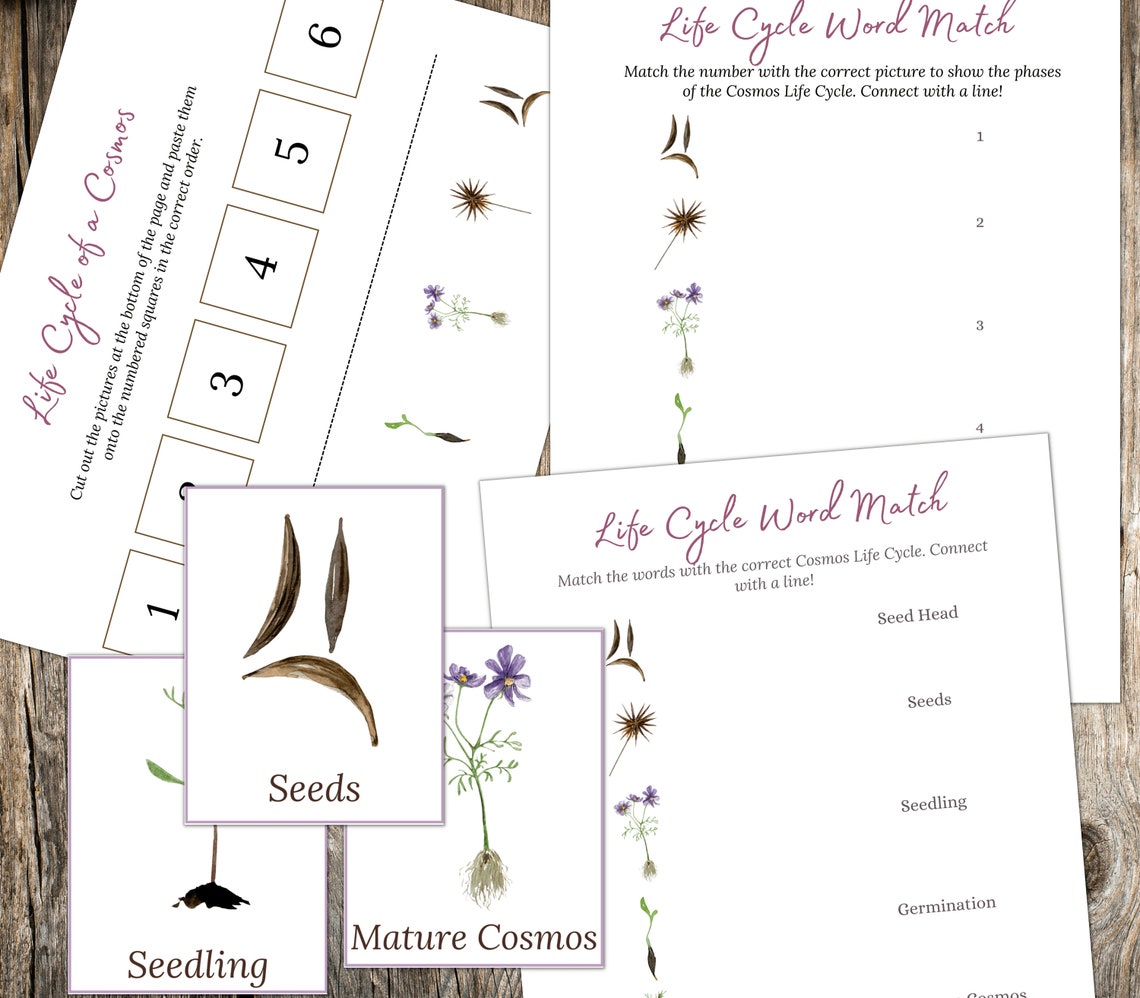 FLOWERS Mini Study Unit Life Cycle Anatomy Science - Etsy