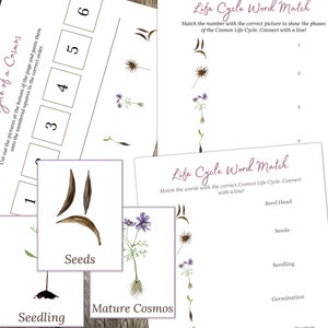 FLOWERS Mini Study Unit Life Cycle Anatomy Science - Etsy