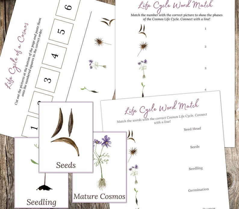 FLOWERS Mini Study Unit Life Cycle Anatomy Science - Etsy