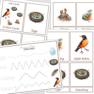 AMERICAN ROBIN Unit Study, Life Cycle, Anatomy, Nature Study, Science ...
