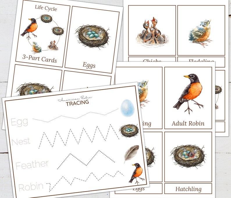 American Robin Unit Study: Homeschool Science Printable (instant ...