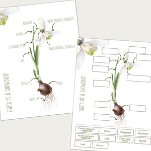 SNOWDROP Unit Study, Life Cycle, Anatomy, Nature Study, Science ...