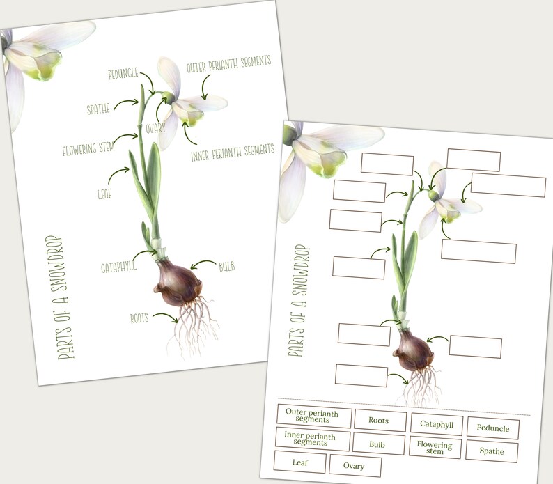 Snowdrop Unit Study: Homeschool Science Printable (instant Download) - Etsy