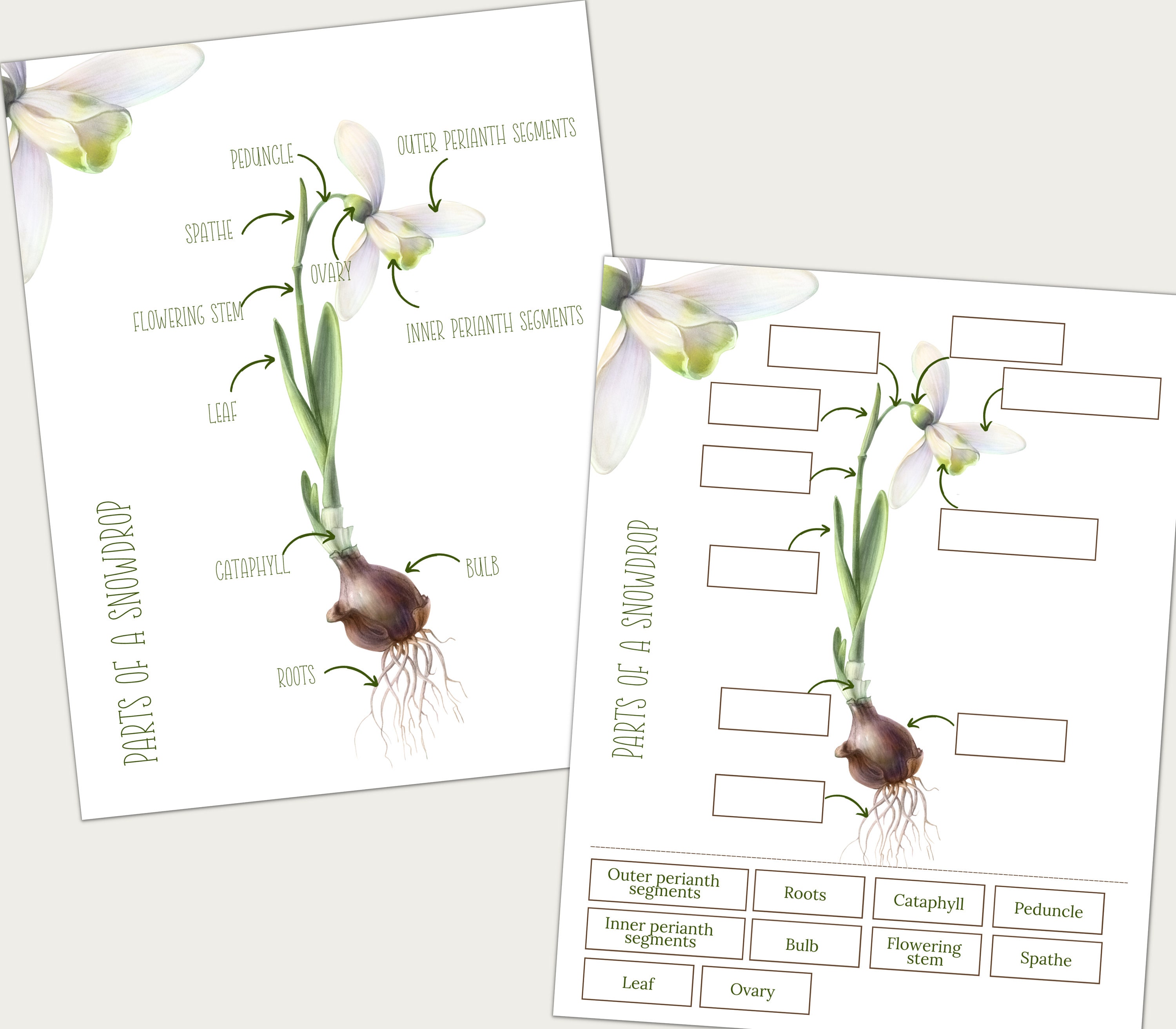 Snowdrop Unit Study: Homeschool Science Printable (instant Download) - Etsy