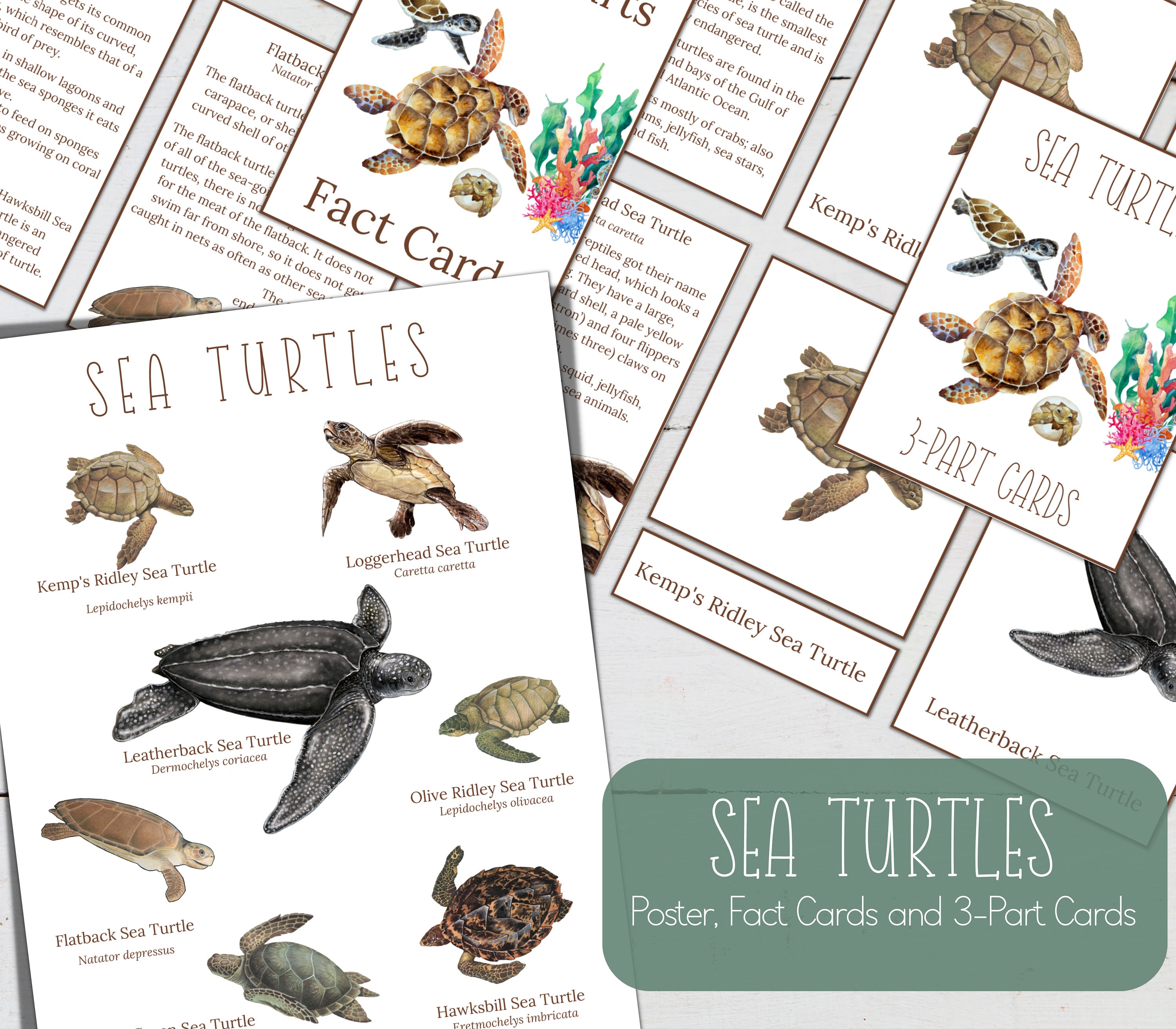 Sea Turtle Unit Study: Homeschool Science Printable (instant Download ...