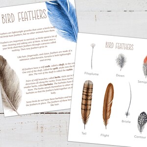 BIRD FEATHERS Info Page, Poster, Fact Cards and 3-part Cards ...