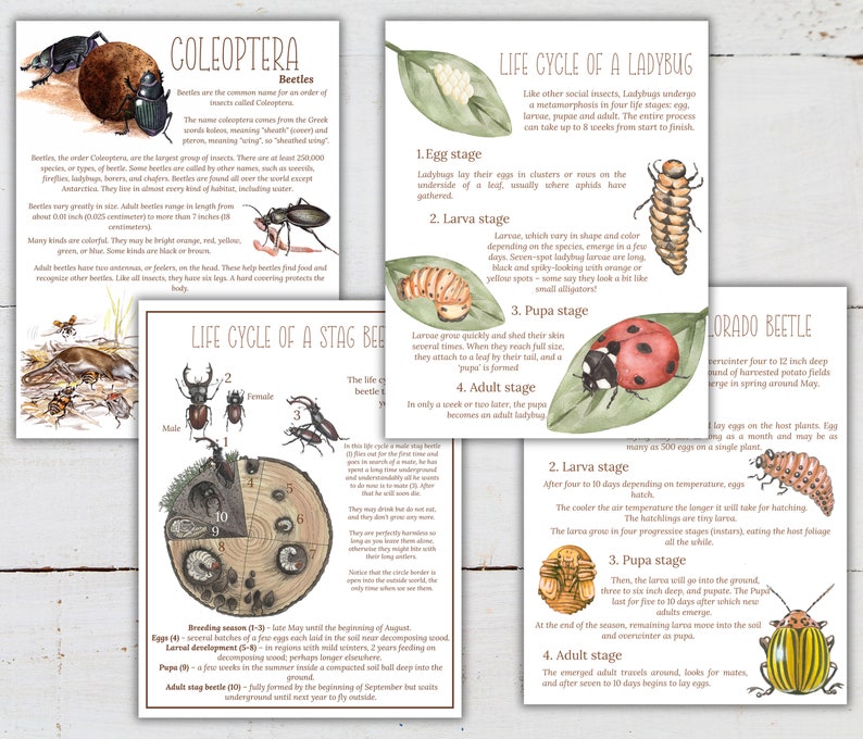 Beetles Unit Study: Homeschool Science Printable (instant Download) - Etsy
