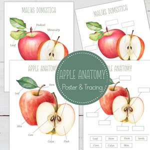 APPLE Unit Study, Life Cycle, Anatomy, Nature Study, Science ...