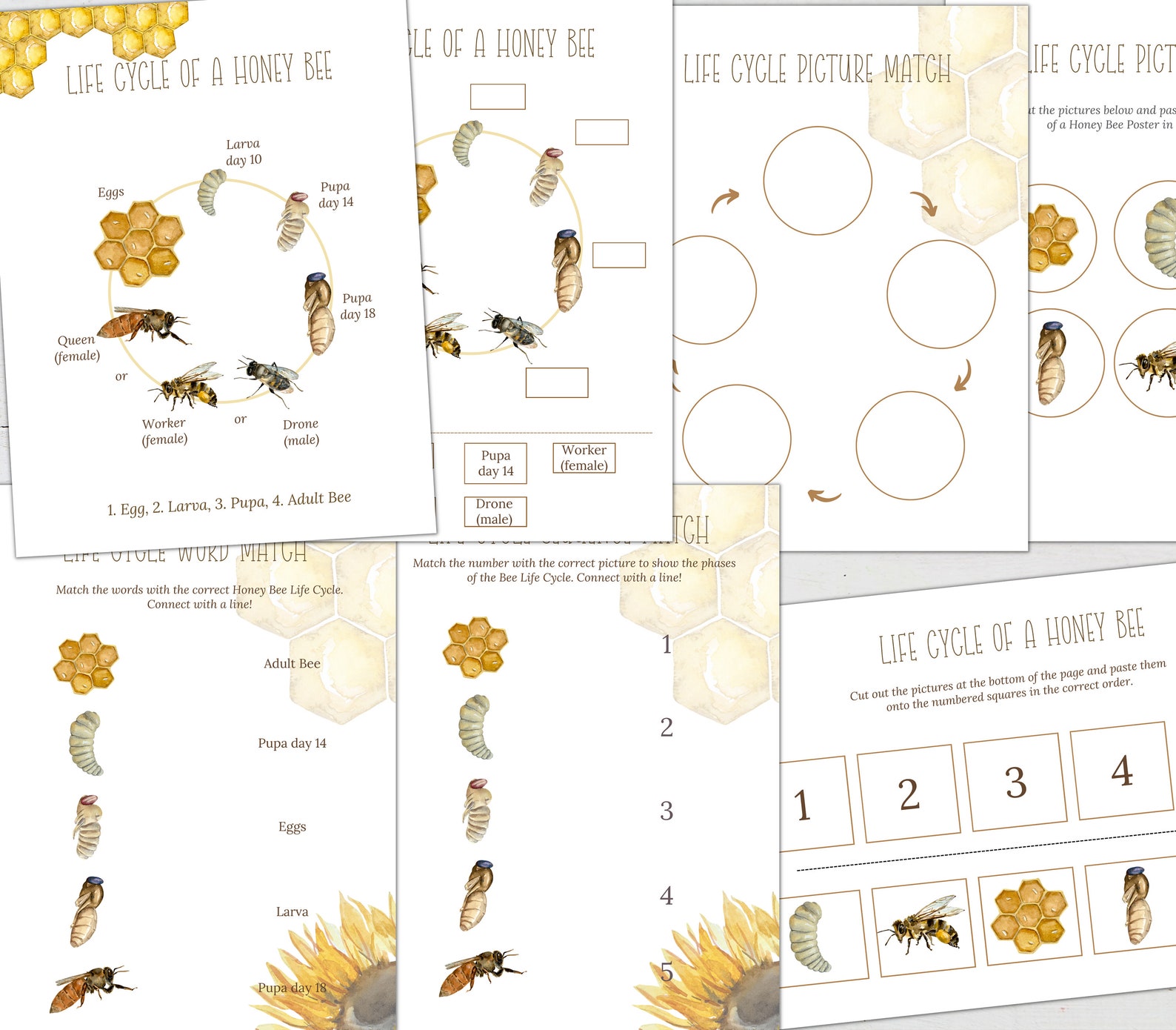 Honey Bees and Beekeeping Study Unit, Life Cycle, Anatomy, Nature Study ...
