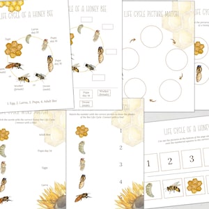 Honey Bees and Beekeeping Study Unit, Life Cycle, Anatomy, Nature Study ...