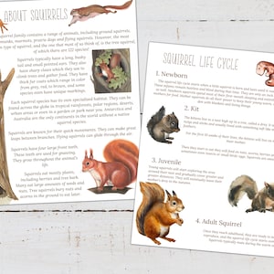 Squirrel Unit Study: Anatomy, Life Cycle, Homeschool Printable (instant ...
