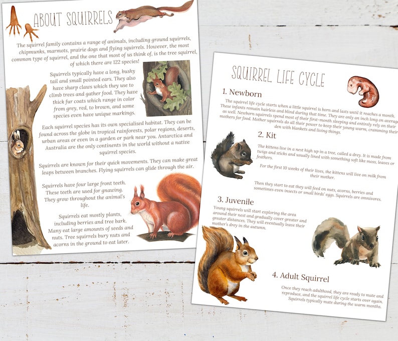 Squirrel Unit Study: Anatomy, Life Cycle, Homeschool Printable (instant ...