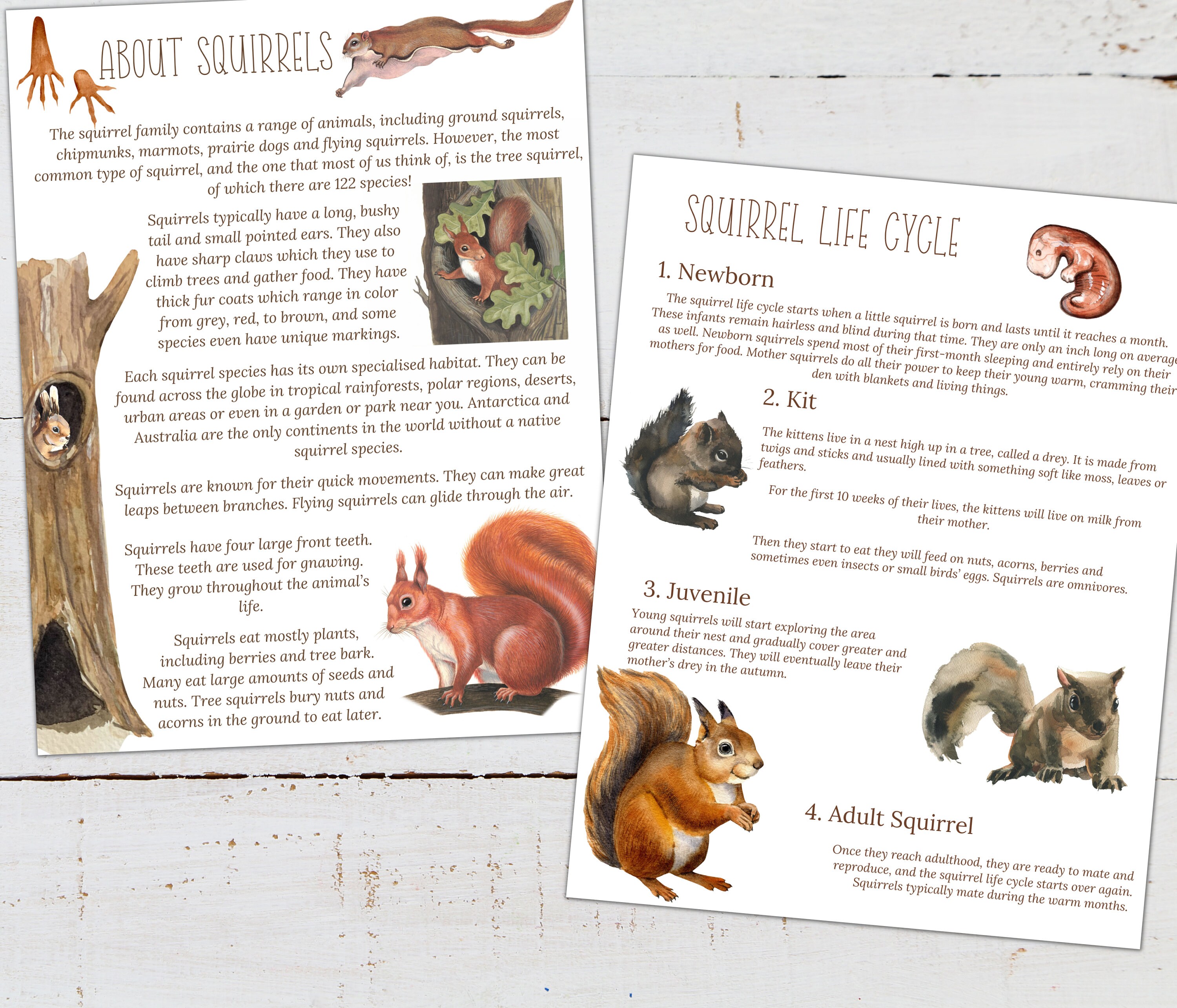 Squirrel Unit Study: Anatomy, Life Cycle, Homeschool Printable (instant ...