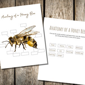 Bee Anatomy Poster and Labeling Activity Homeschool Instant - Etsy